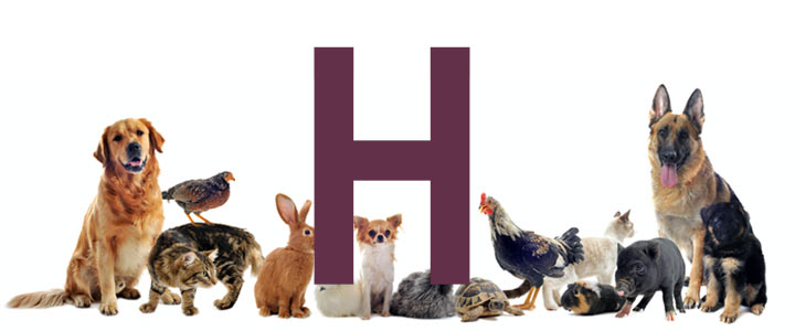 Dieren met een h - dier met h - alle dieren met beginletter h