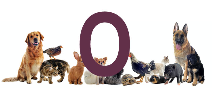 Noms d'animaux finissant par O | IdPrenom animals