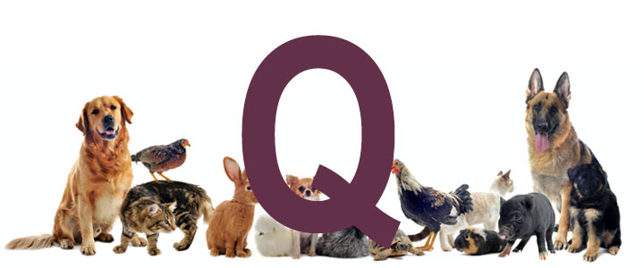 Dierennamen met Q | NaamWijzer dierennamen