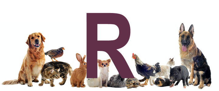 Dieren met een r - dier met r - alle dieren met beginletter r