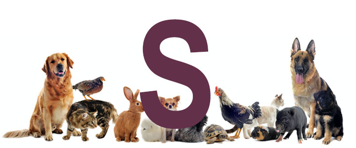 Dieren met een s - dier met s - alle dieren met beginletter s