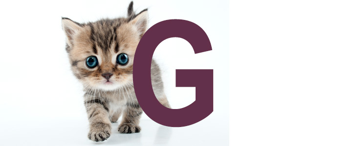 Kattennamen met de letter G | NaamWijzer dierennamen