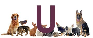 Dieren met een u - dier met u - alle dieren met beginletter u