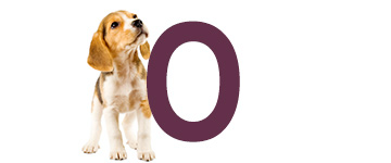 Prénoms de chien finissant par O | IdPrenom animals