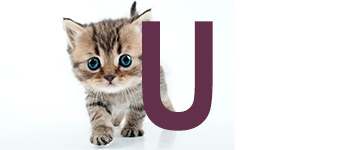 Prénoms de chat finissant par U | IdPrenom animals